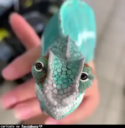 ..Vi tengo d'occhio … bestiaccia pubblicata da hamilton89 - Facciabuco.com